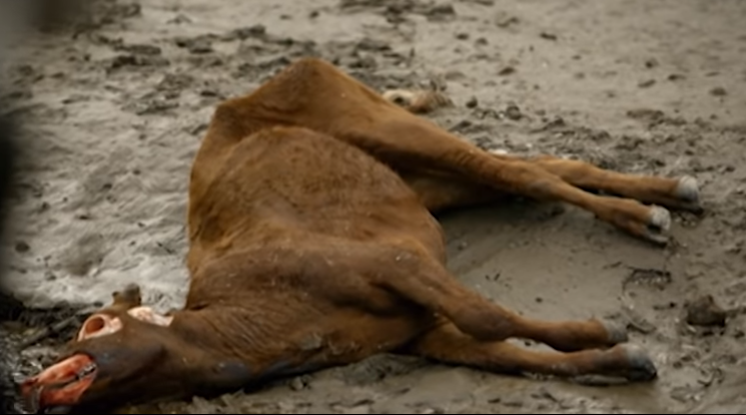 Hundreds Of Mutilated Cows Left By Satanic Groups Across The U S